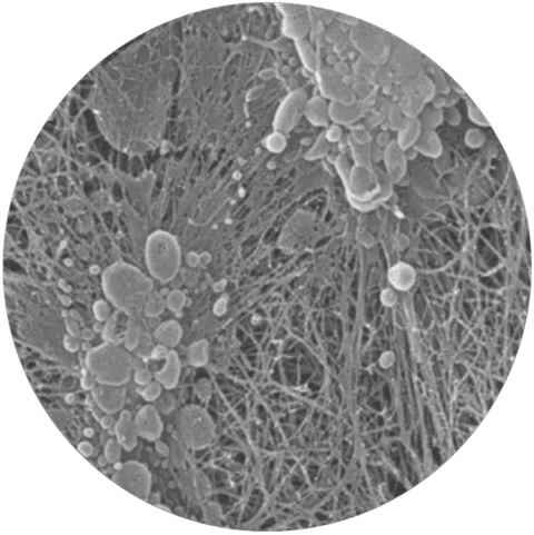 Fibrinet® PRF Wound Matrix - Royal Biologics